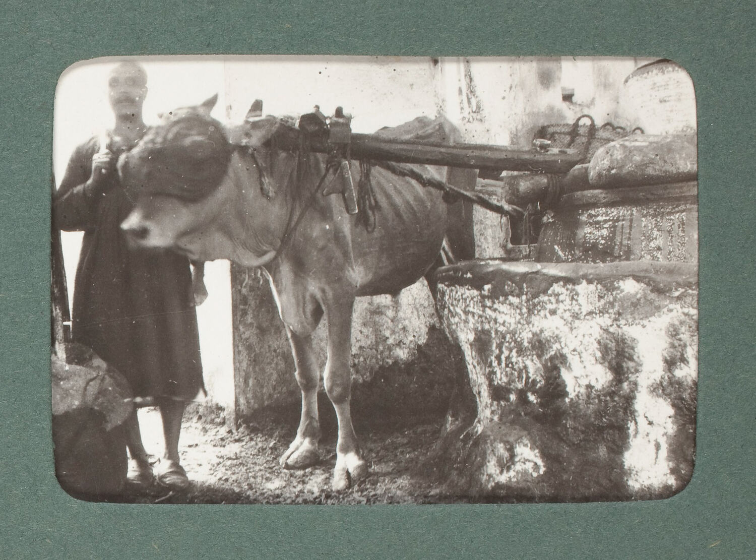 Photograph - Cow Working Grinding Mill with Blinkers, World War I, 1915 ...