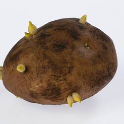Potato Model - Treatment Against Potato Sprouting Hormone Inhibition, 1949
