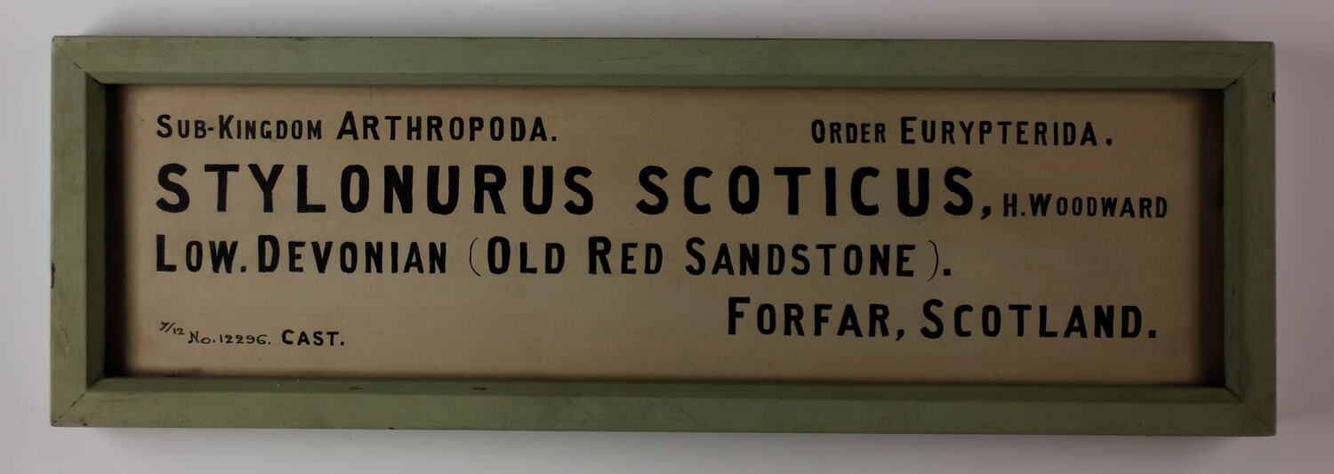 Exhibition Label - Stylonurus scoticus, National Museum of Victoria ...