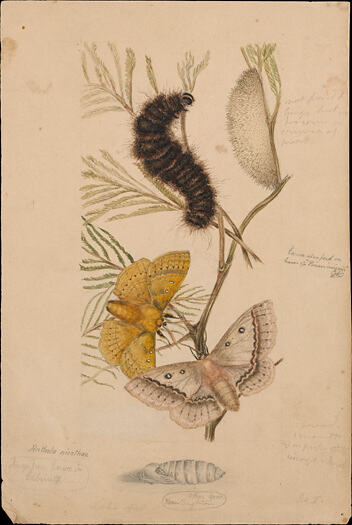 Watercolour illustration - Urticating Anthelid Moth, Anthela nicothoe ...