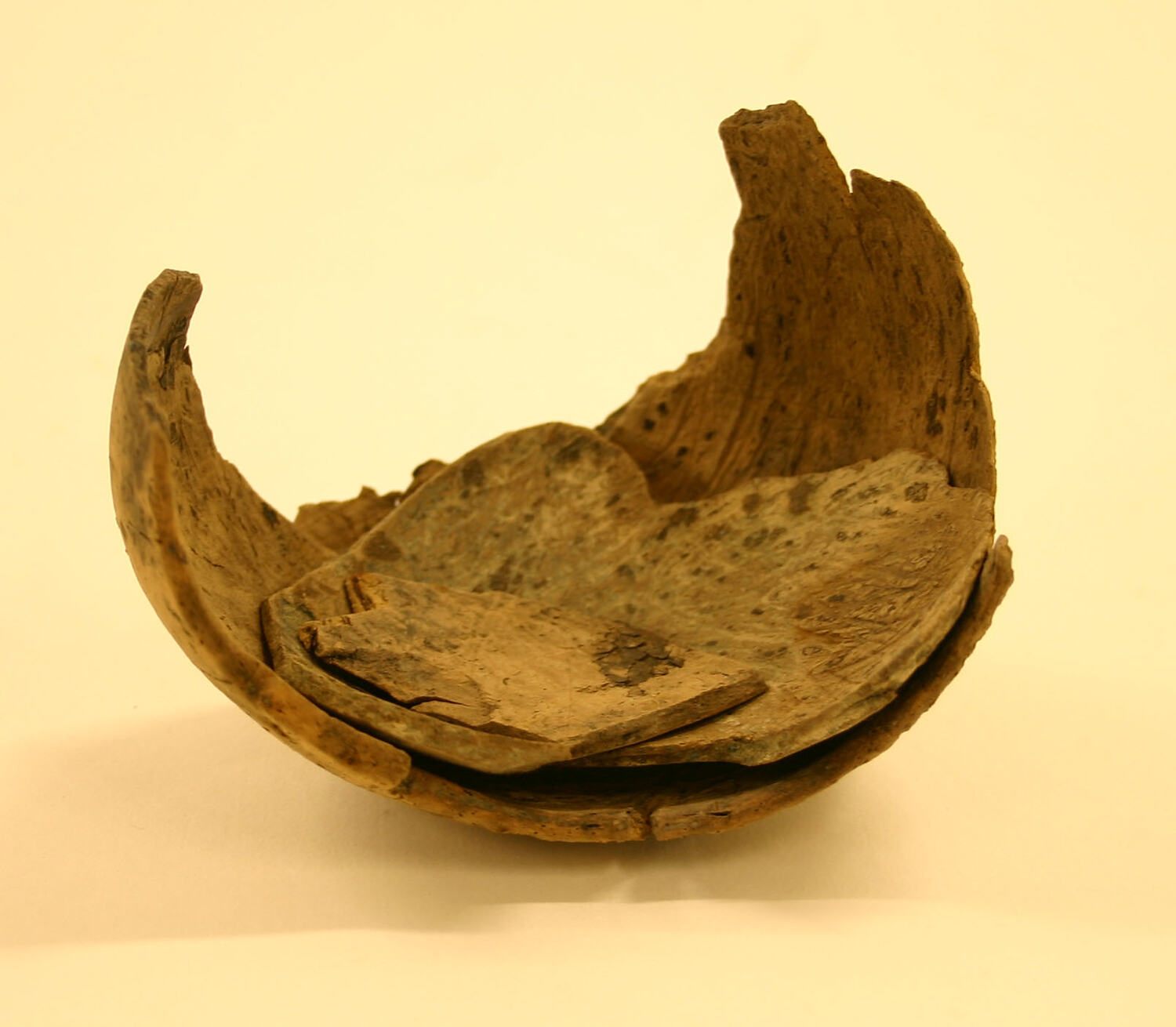 Coconut Shell (Fragment)