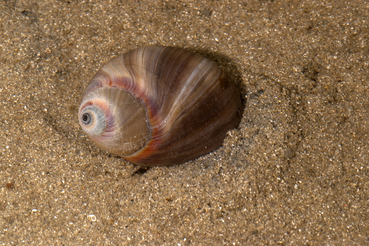 Polinices (Conuber) sordidus (Swainson, 1821), Moon Snail