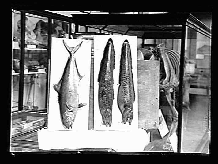 Glass Negative - Fish Exhibition Display, by A.J. Campbell, Melbourne ...