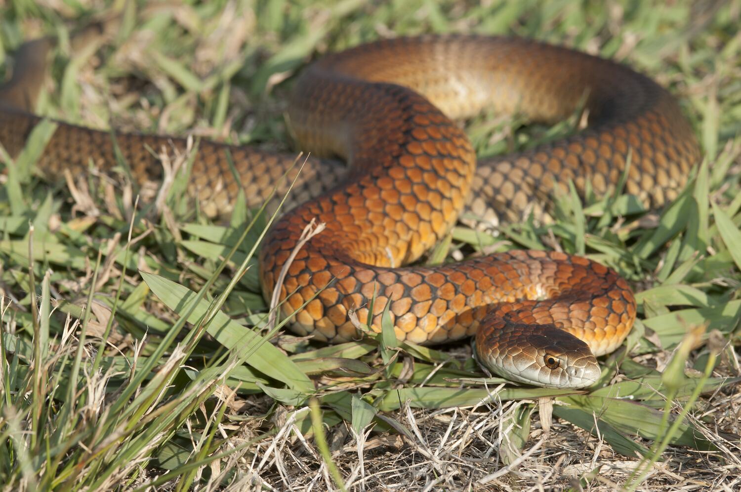 Austrelaps superbus (Günther, 1858), Lowland Copperhead