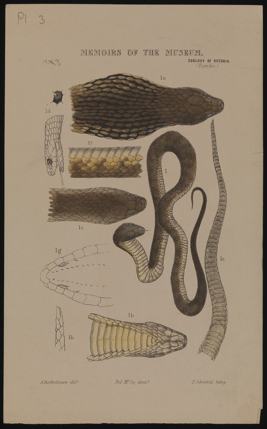 Lithographic colour proof - Hoplocephalus curtus, the Tiger Snake ...