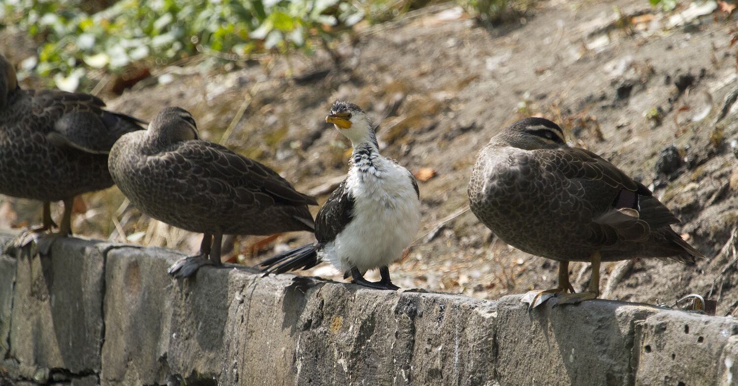 Birds of Carlton Gardens