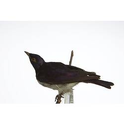 Cinnyricinclus leucogaster verreauxi