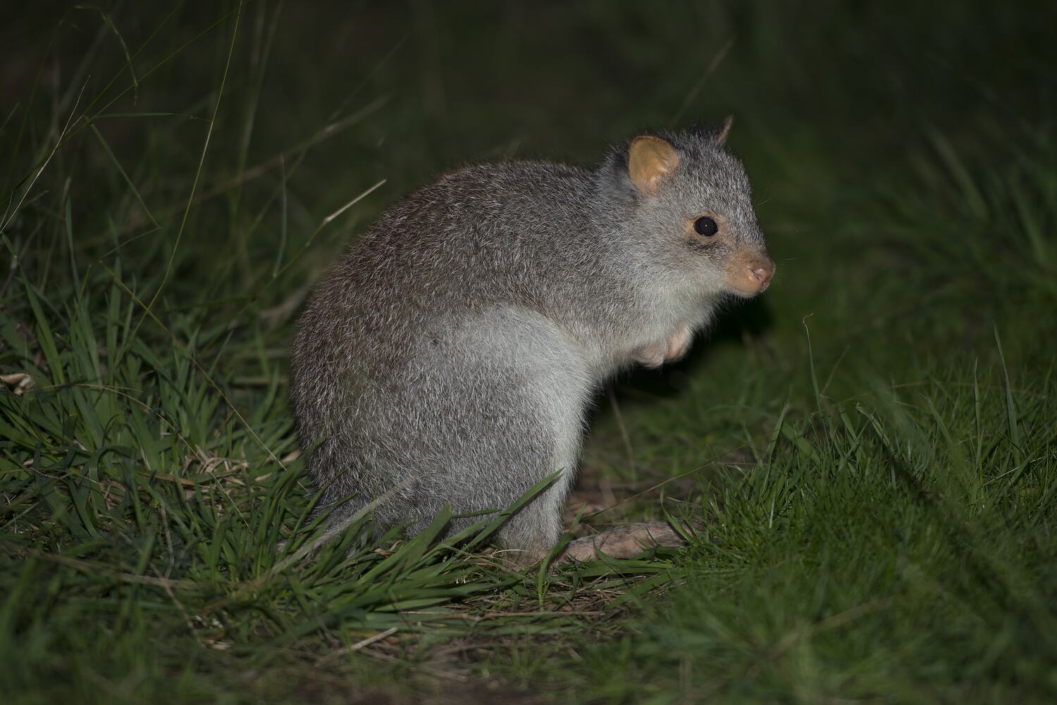Aepyprymnus rufescens