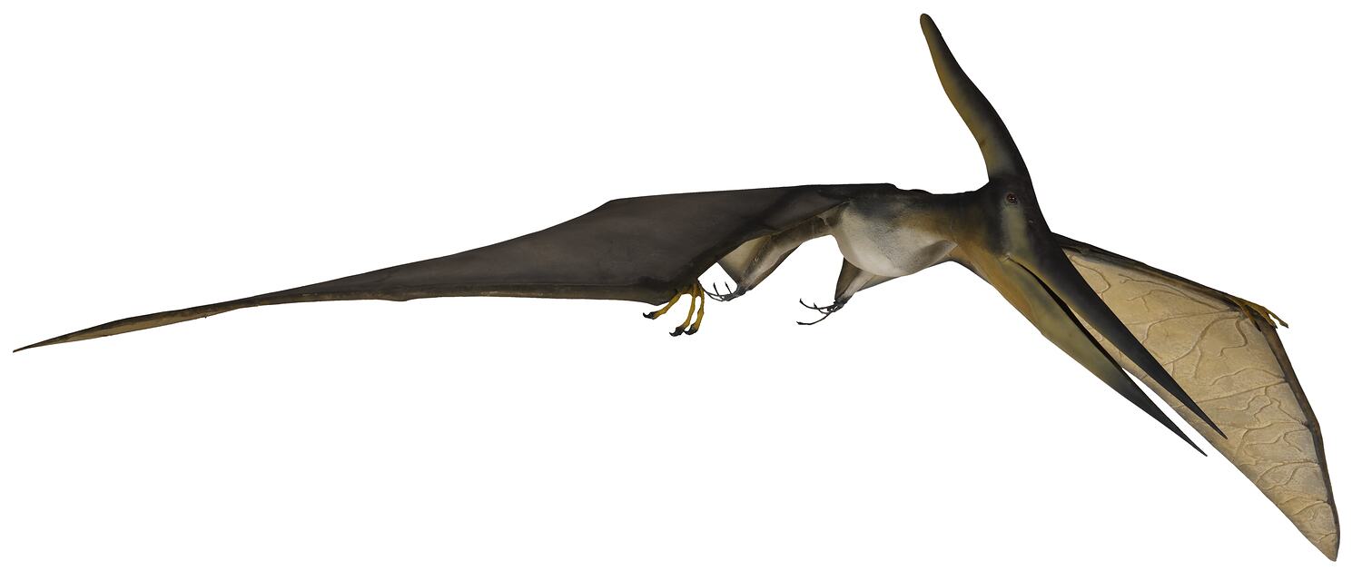 Pterosaur Model Pteranodon