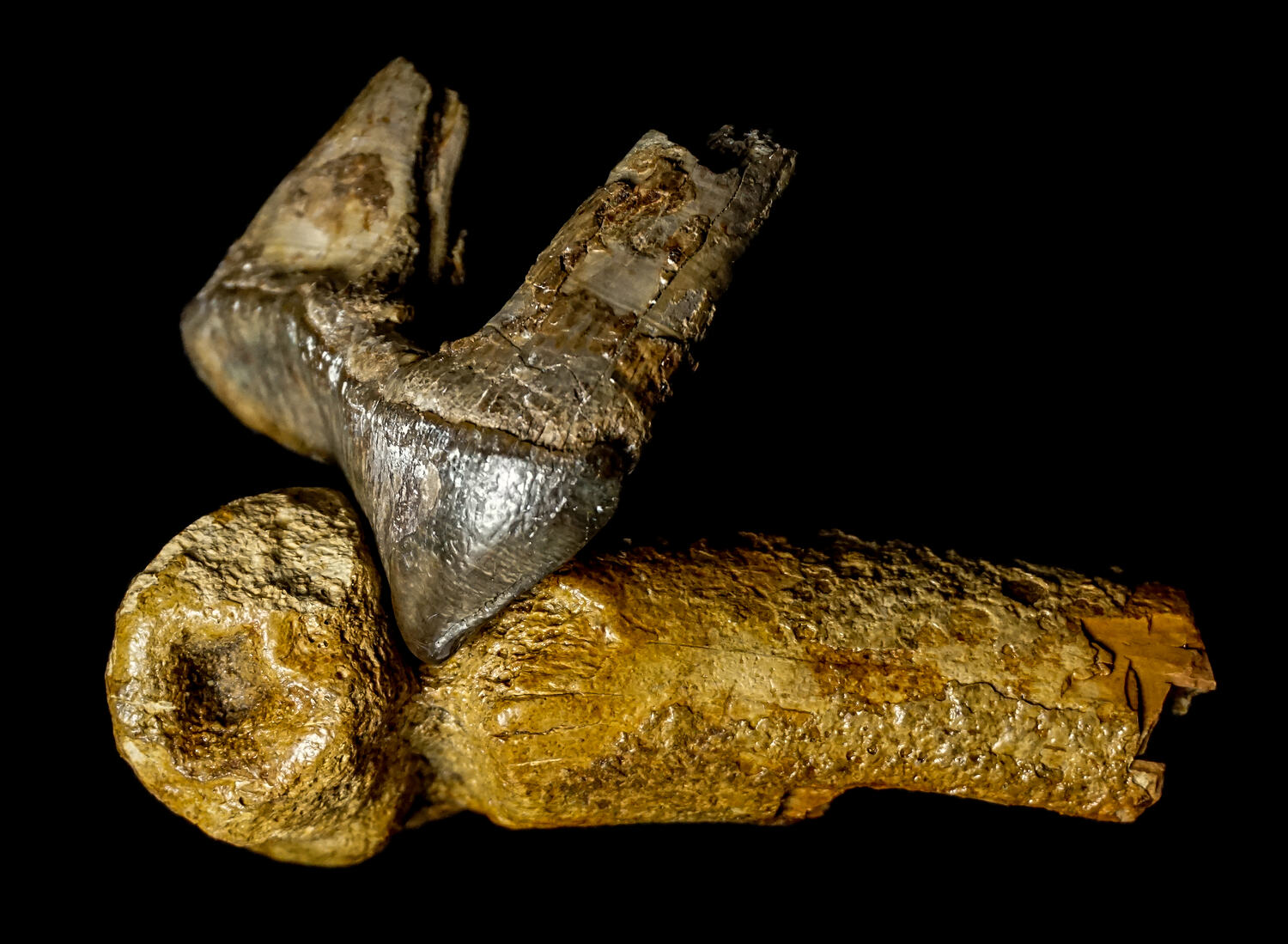 The Colongulac Bone, Protemnodon