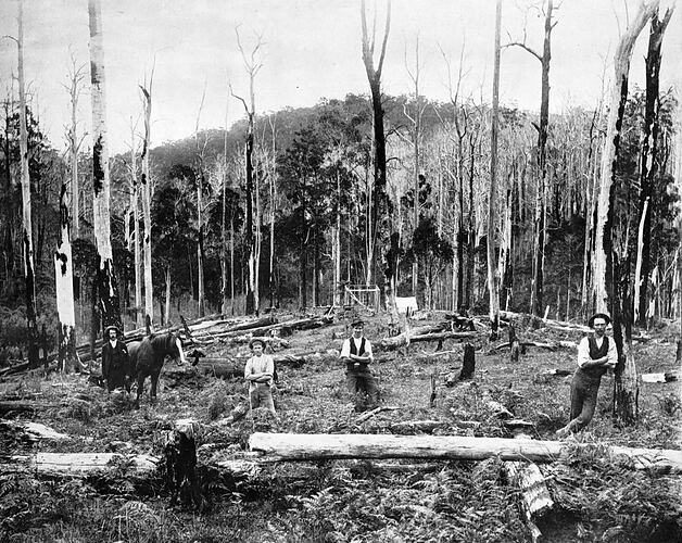 Negative - Otways, Victoria, circa 1890