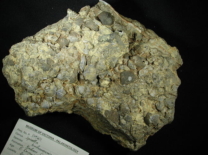 Calcarenite (fossiliferous Limestone)