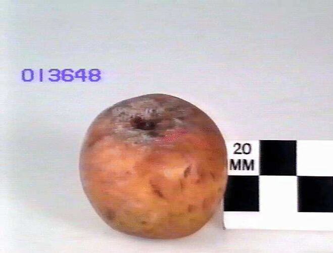 Apple Model - King of The Pippins, Hawthorn, 1885
