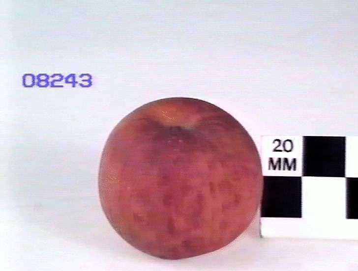 Apple Model - Carter's Blue, Somerville, 1904