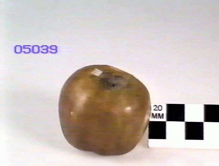 Apple Model - Fall Pippin, Hazelglen, Victoria, 1875