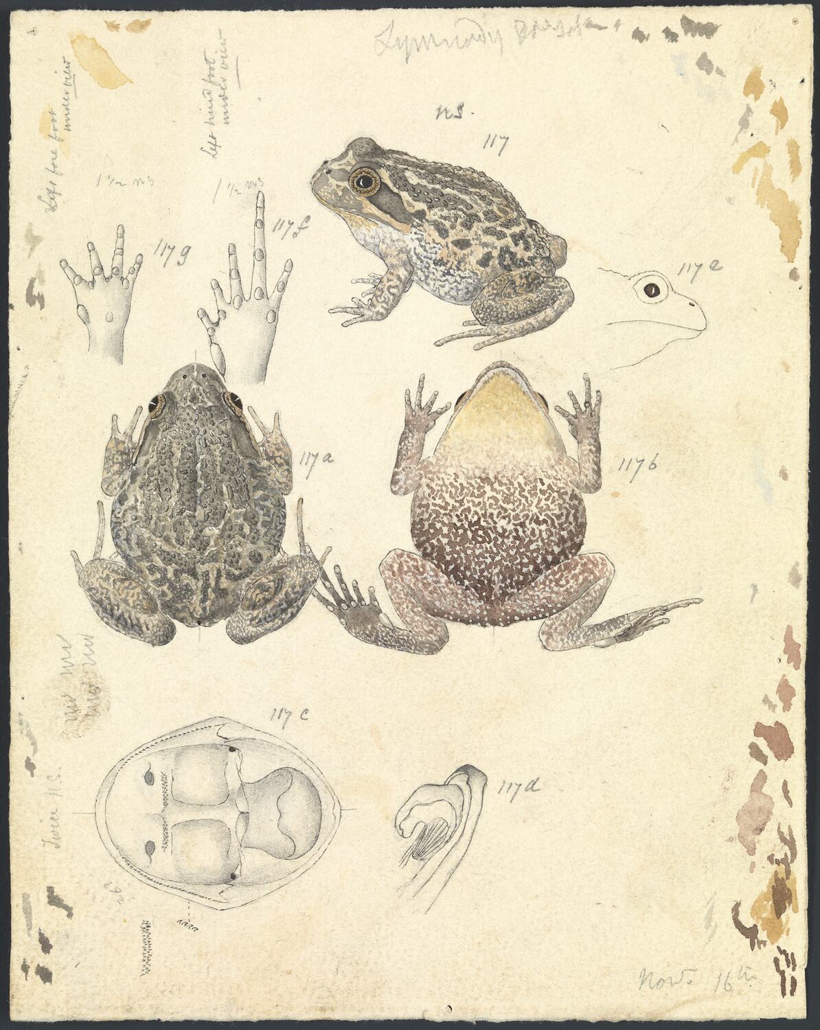 Watercolour and pencil illustration - Lymnodynastes dorsalis, The ...