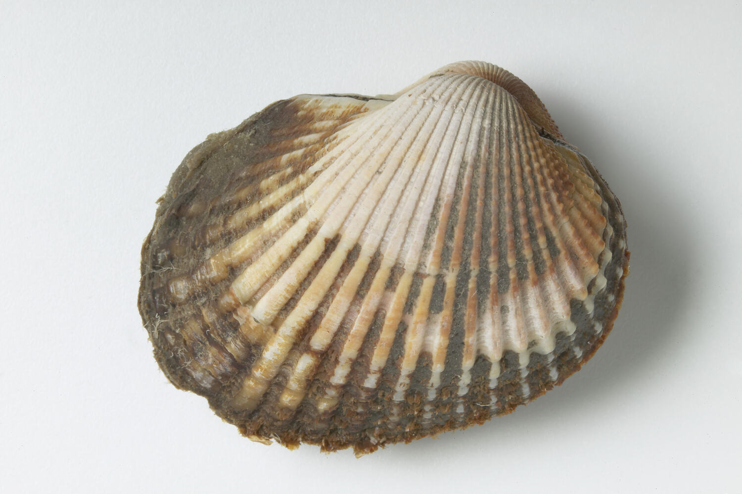 Anadara (Anadara) trapezia (Deshayes, 1840), Mud Ark