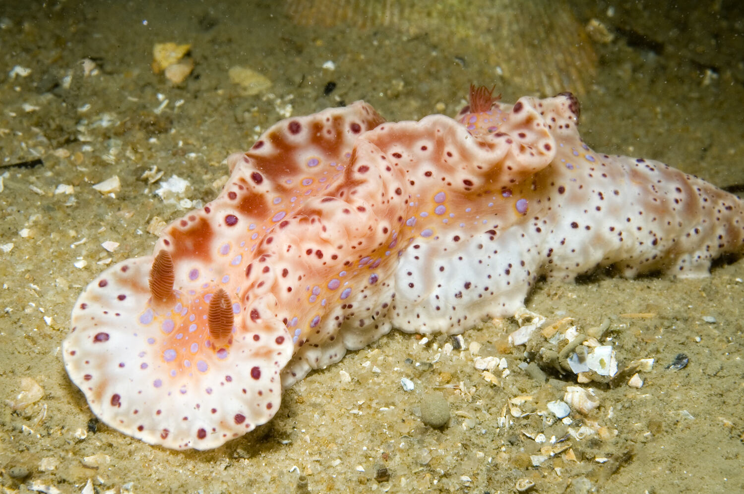 Ceratosoma brevicaudatum Abraham, 1876, Short-tailed Sea Slug