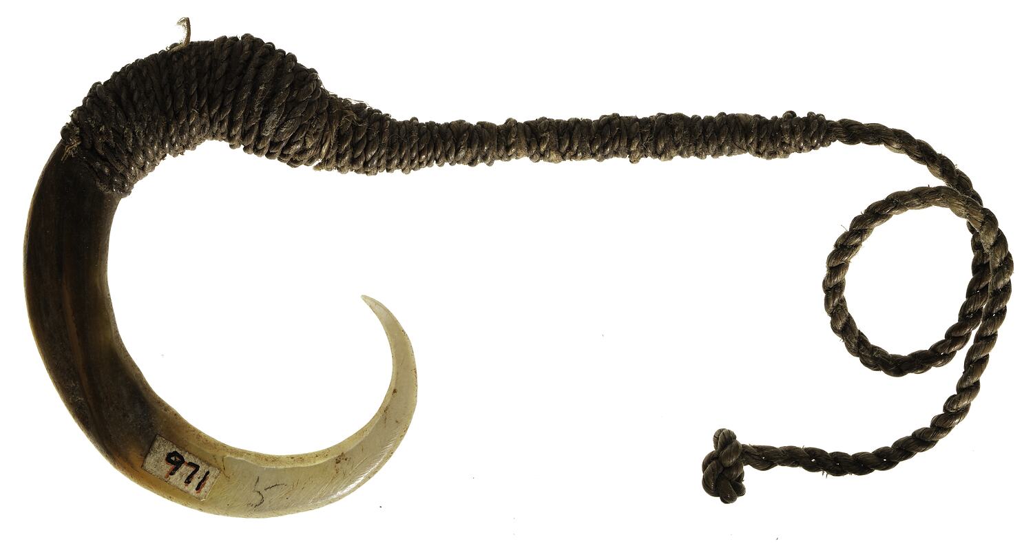 Karkal | Hook. Rockingham Bay, Rainforest, Queensland, Australia. 1840 ...