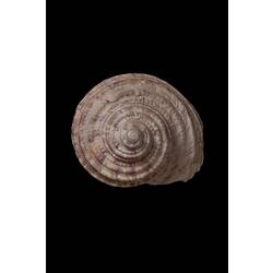 Turbo (Euninella) gruneri Philippi, 1846