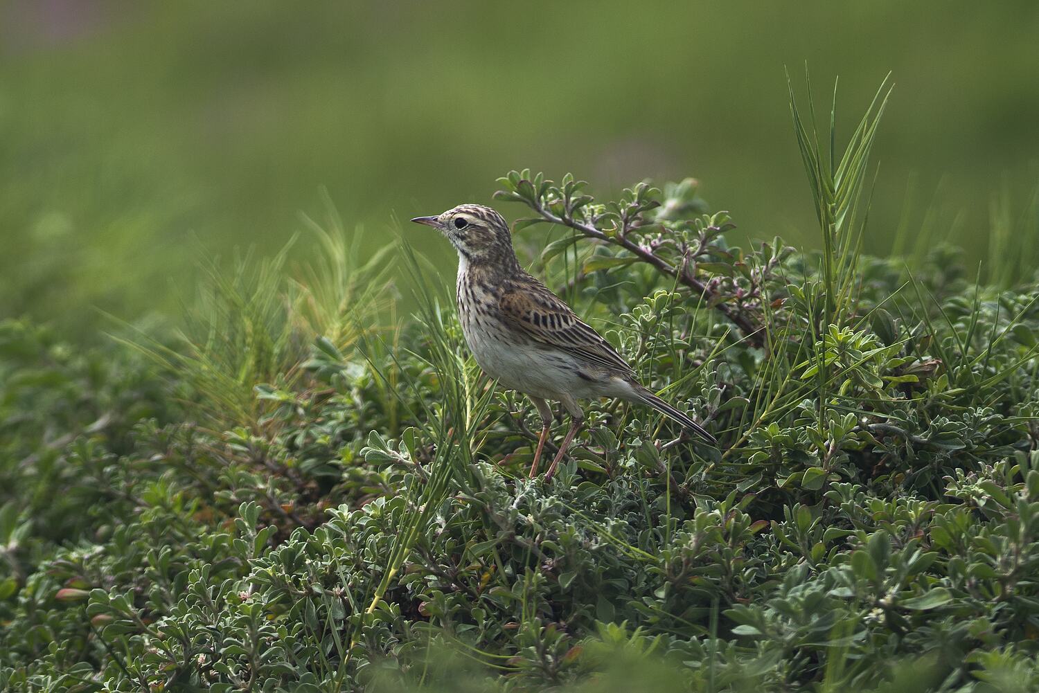 Calamanthus fuliginosus, Striated Fieldwren