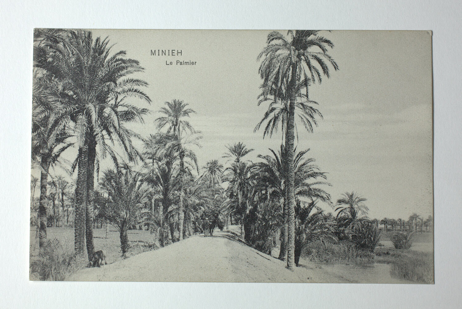 Postcard - 'Minieh', Egypt, Peile Brothers, World War I, 1914-1916