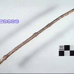 Lewo | Throwing Stick. Trobriand Islands, Massim, Milne Bay Province ...