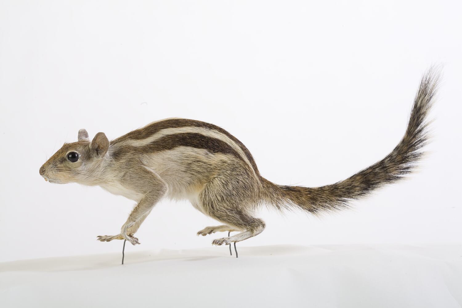 Funambulus pennantii