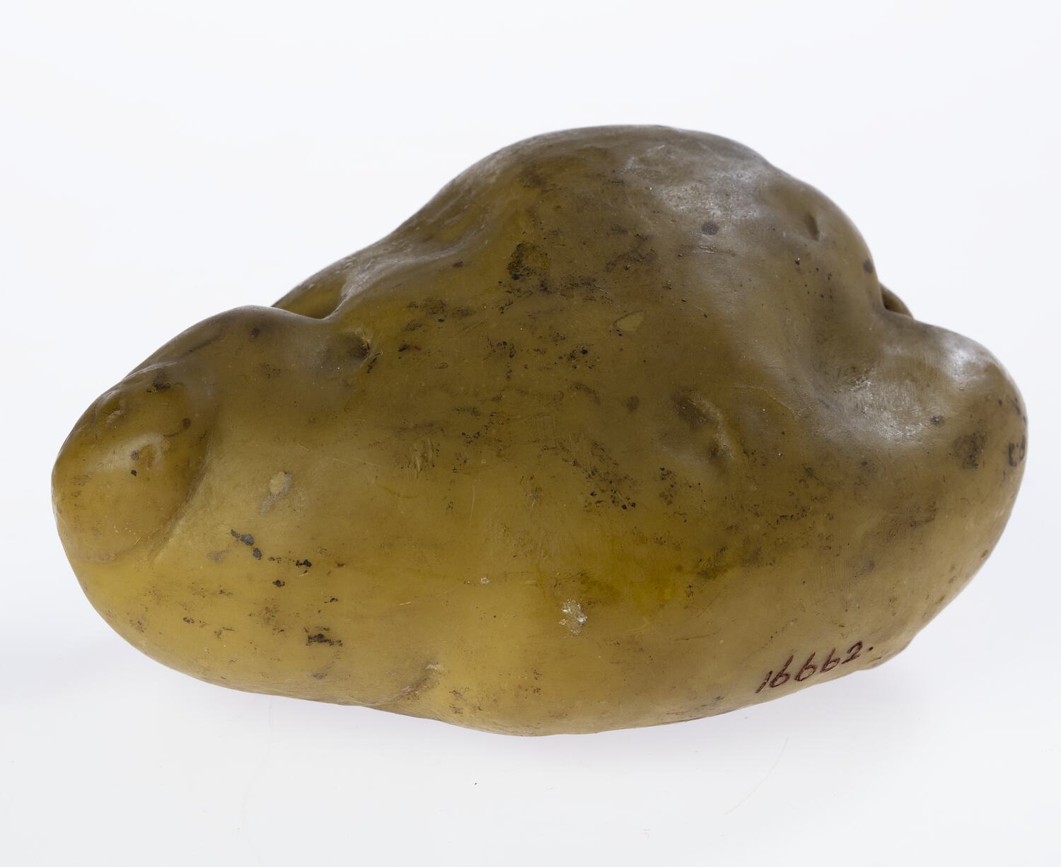 Potato Model - Duncliff's Victoria, circa 1950