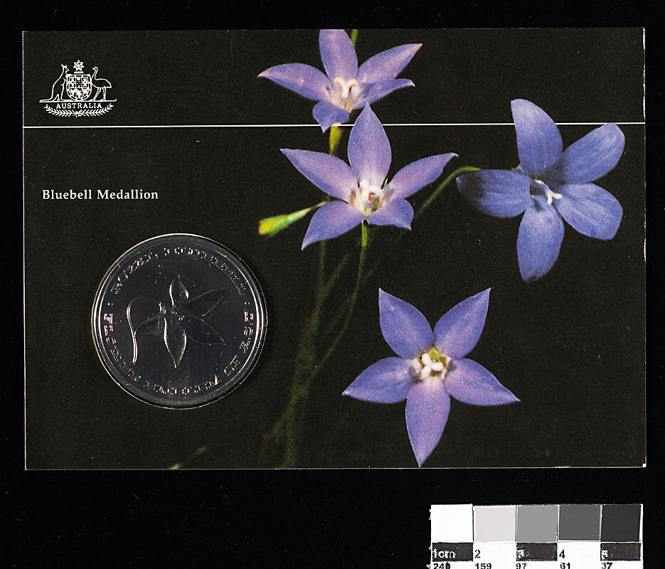 Medallion - Bluebell, Wahlenbergia gloriosa, Canberra, Australia, circa ...