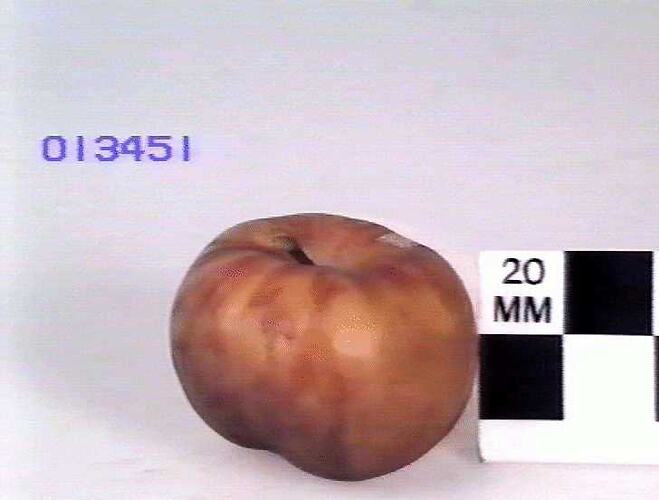 Apple Model - Duchess D' Oldenbourge, Northcote, 1880