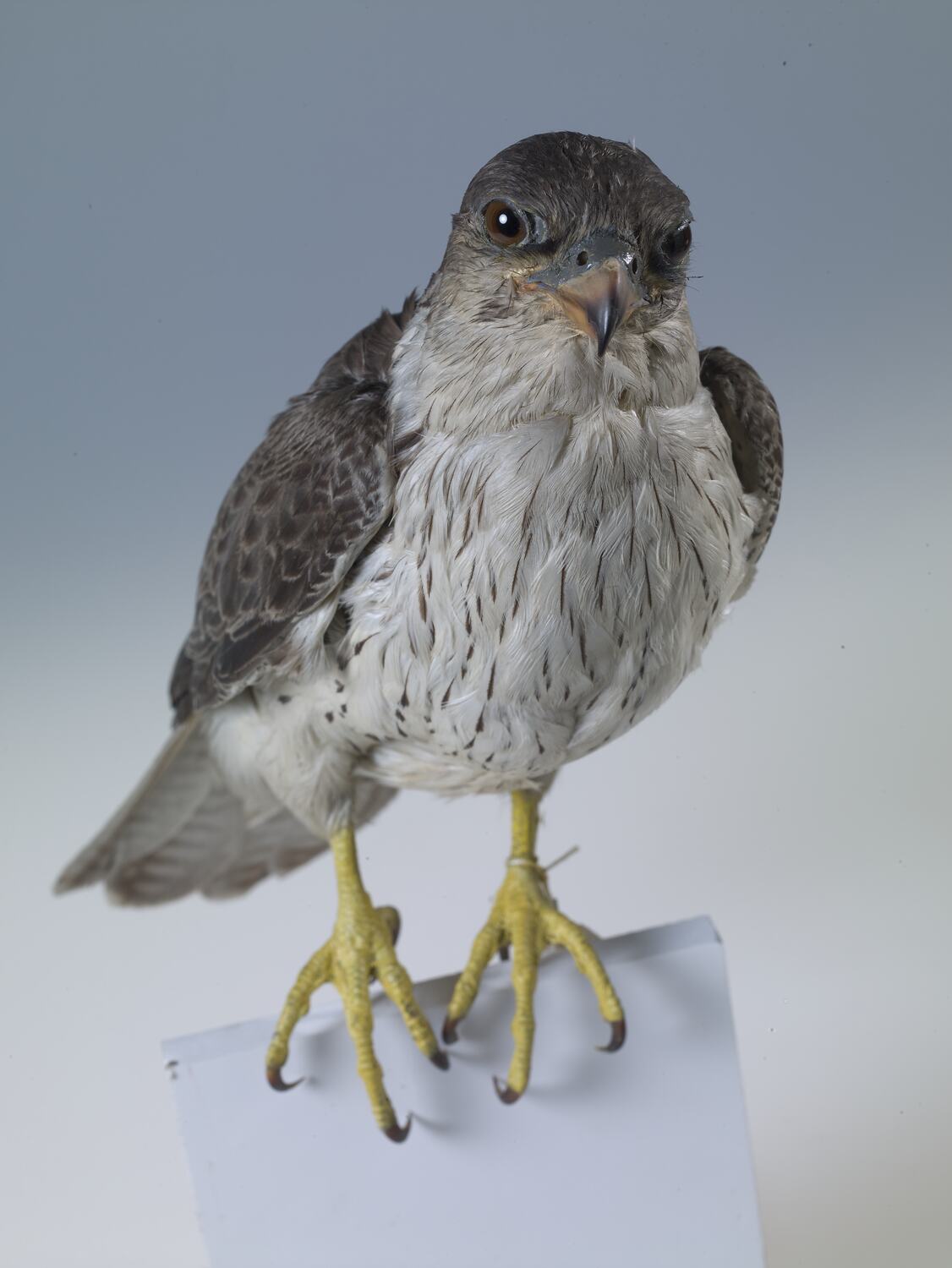 Grey Falcon, Melbourne, 1857