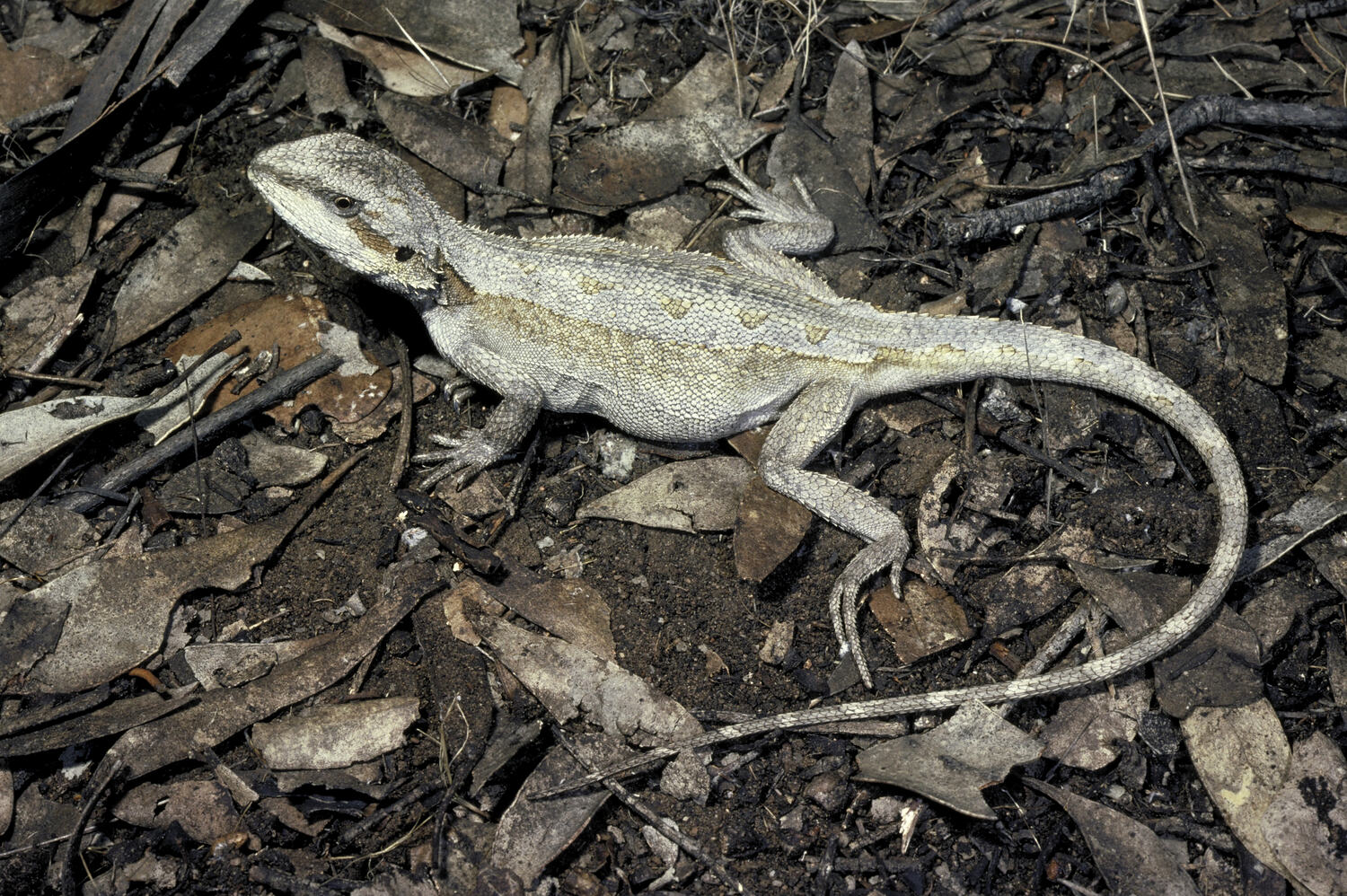 Amphibolurus norrisi Witten & Coventry, 1984, Mallee Tree Dragon