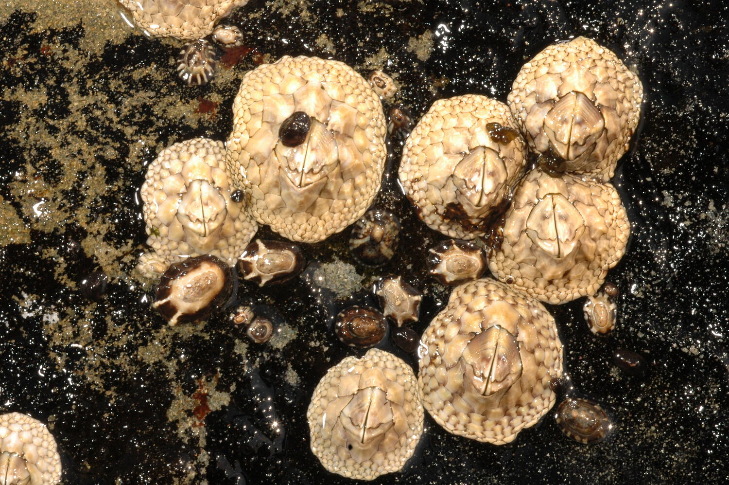 Catomerus polymerus (Darwin, 1854), Surf Barnacle