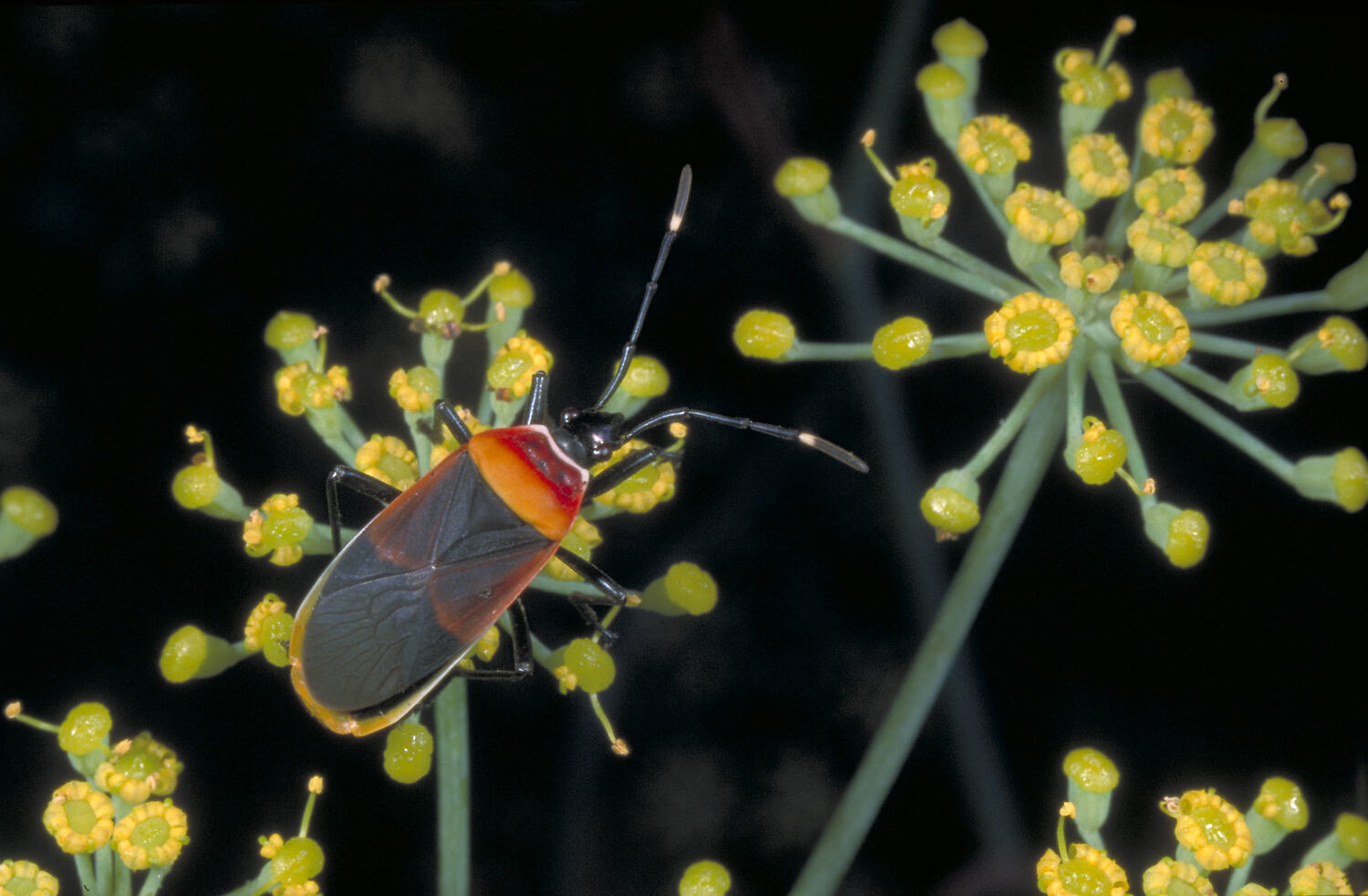 Dindymus versicolor (Herrich-Schaeffer, 1853), Harlequin Bug