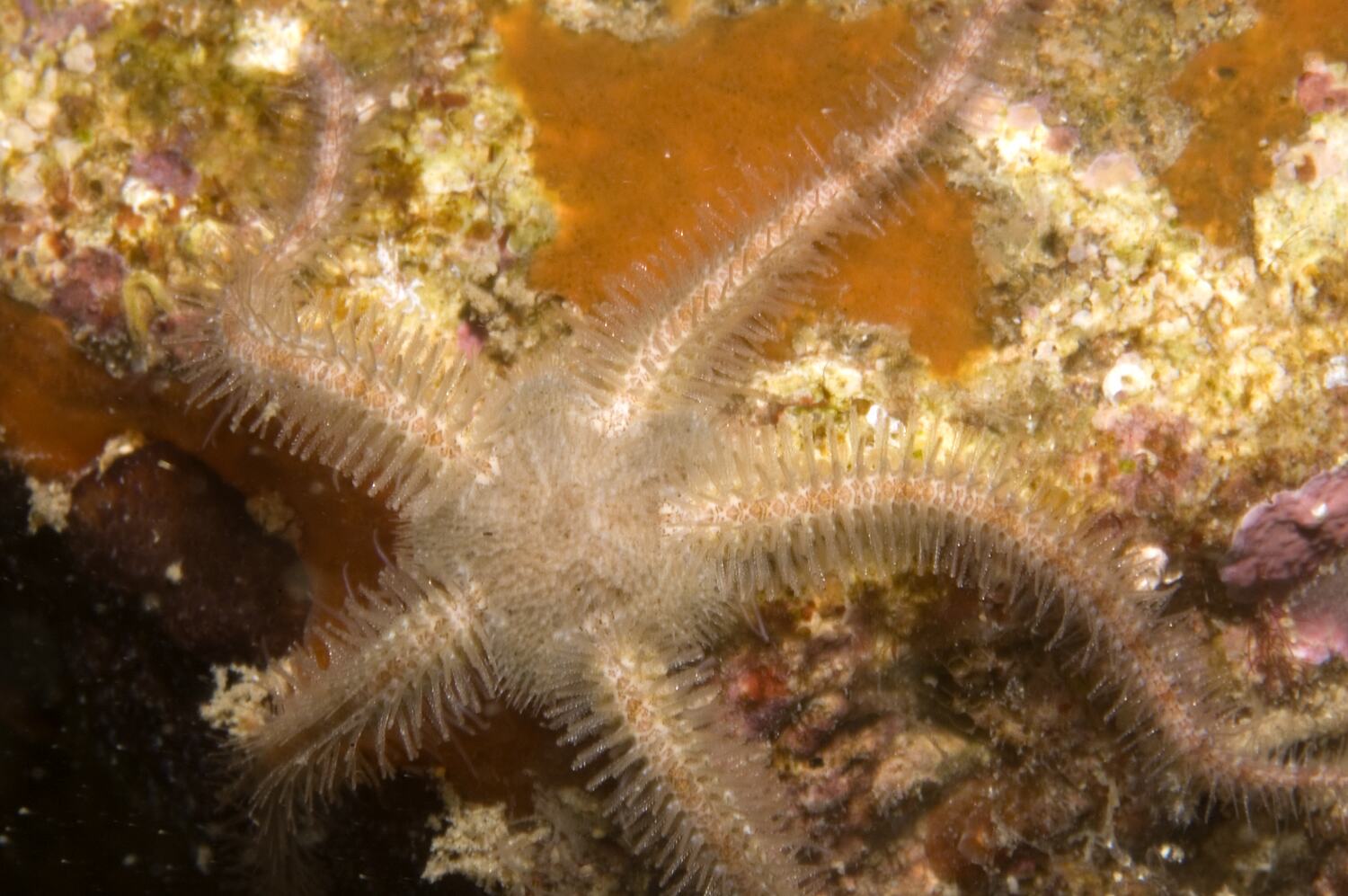 Ophiothrix caespitosa Lyman, 1879, Five-armed Brittle Star
