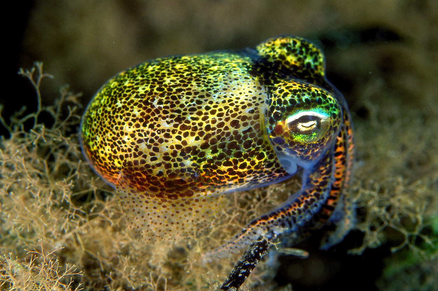 Euprymna tasmanica (Pfeffer, 1884), Southern Bobtail Squid
