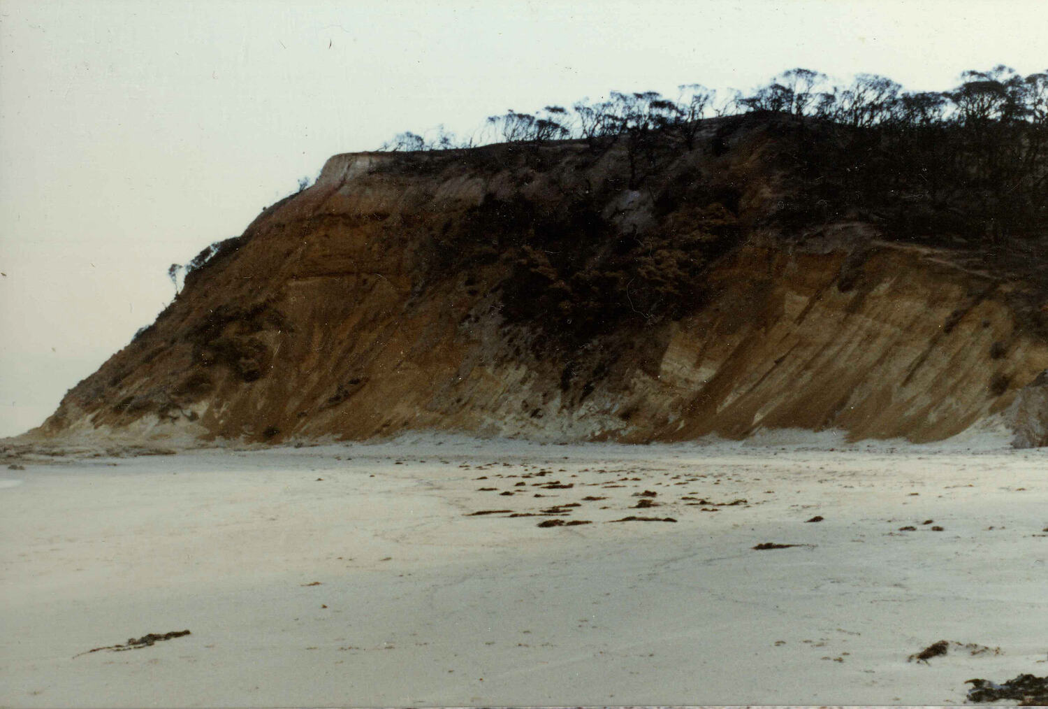 Digital Image - Lorne Beach, Bushfire Beach Survey, Lorne, Feb 1983