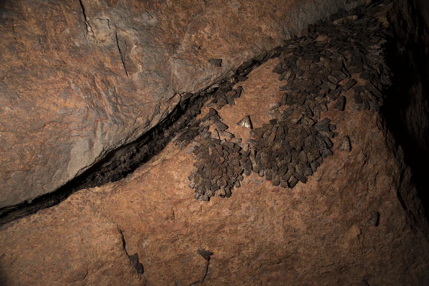 Agrotis infusa (Boisduval, 1832), Bogong Moth
