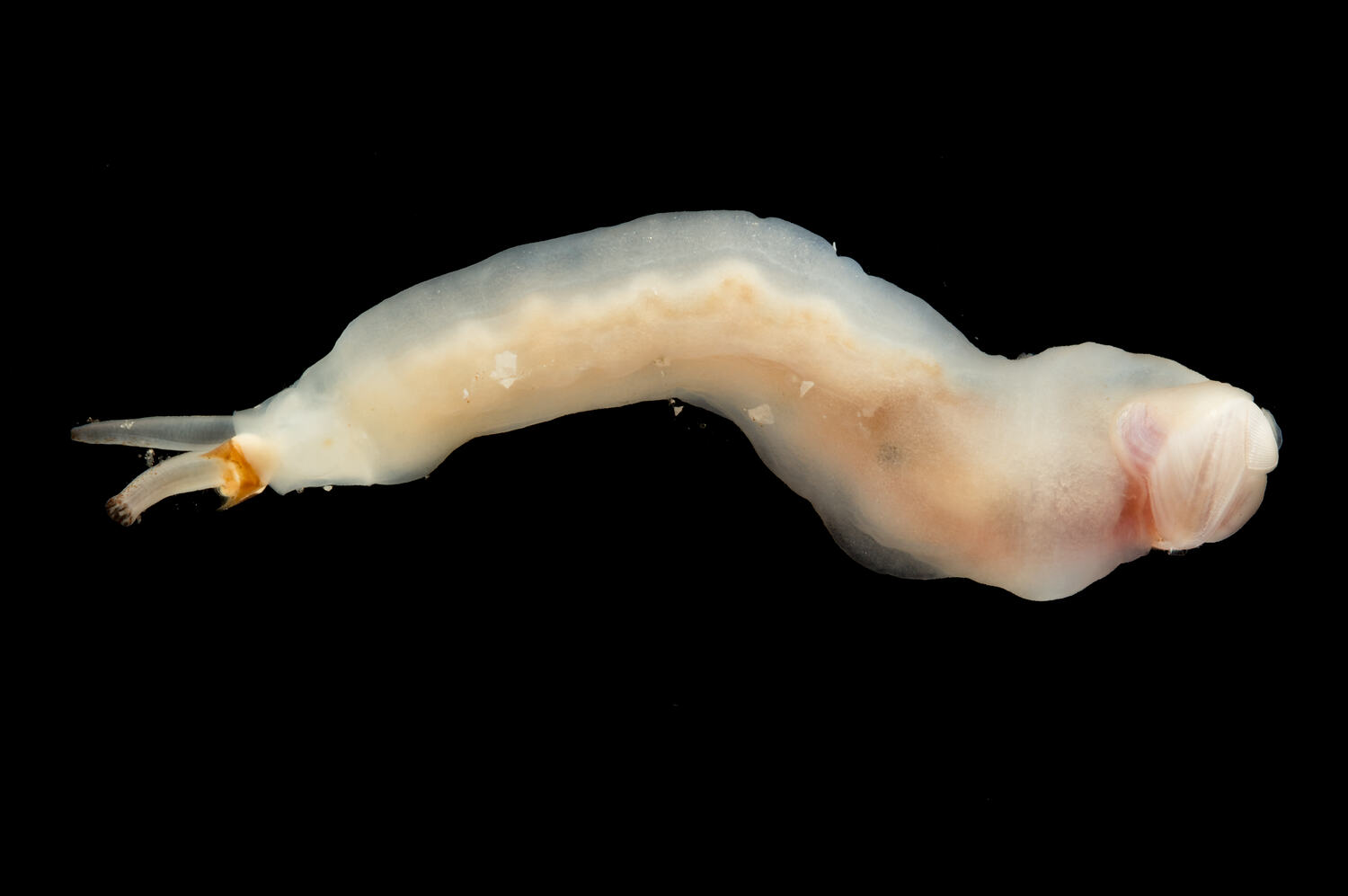 Teredo bartschi Clapp, 1923, Shipworm