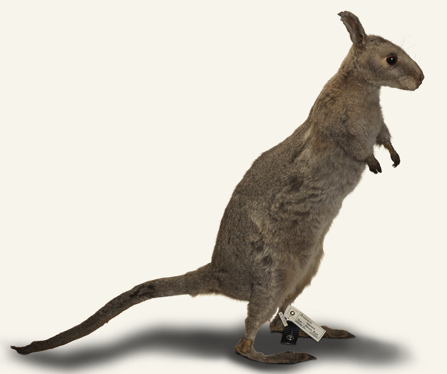 Taxidermy mount - Bridled Nailtail Wallaby, between Gunbower and ...