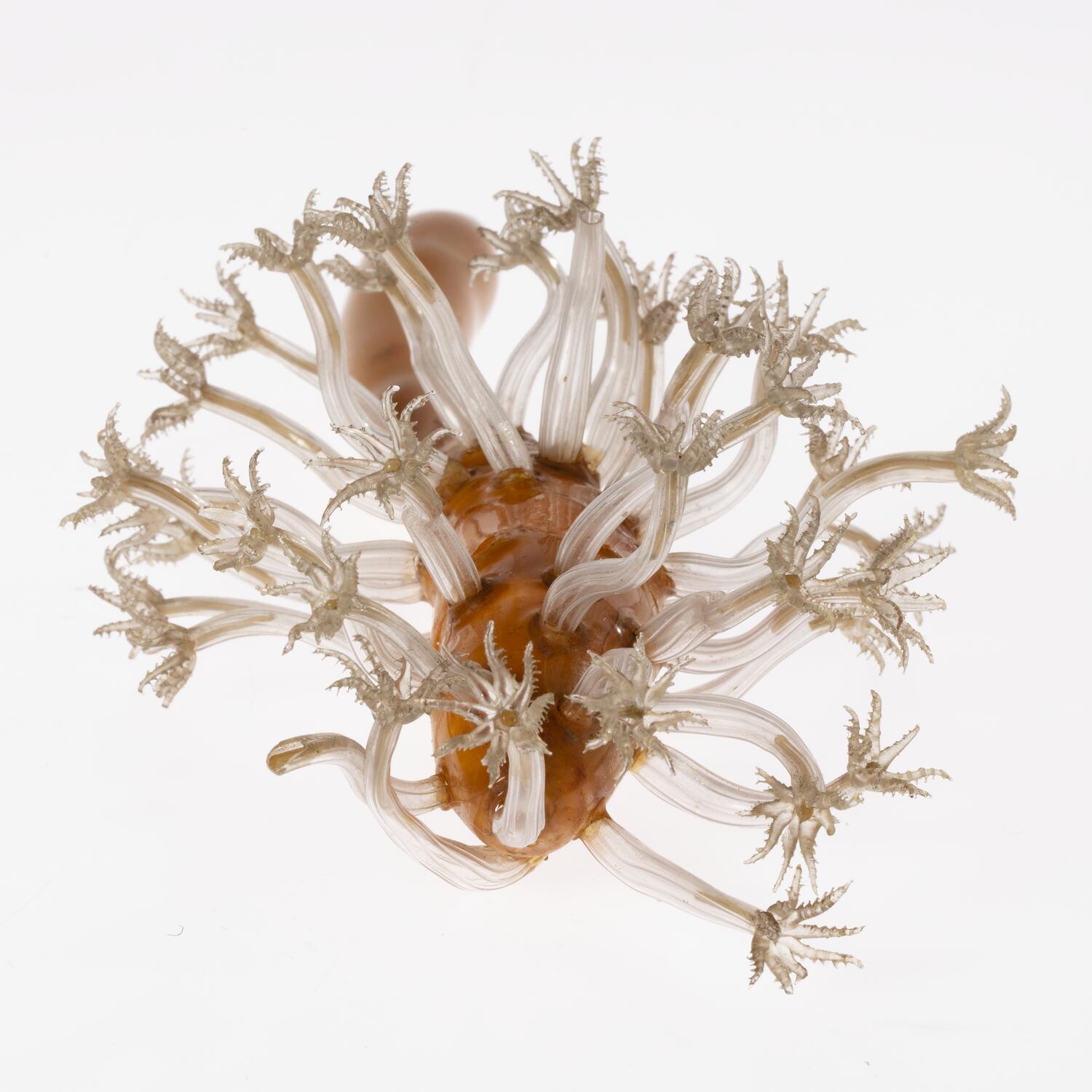 Blaschka glass model - Finger-shaped Sea Pen, Veretillum cynomorium