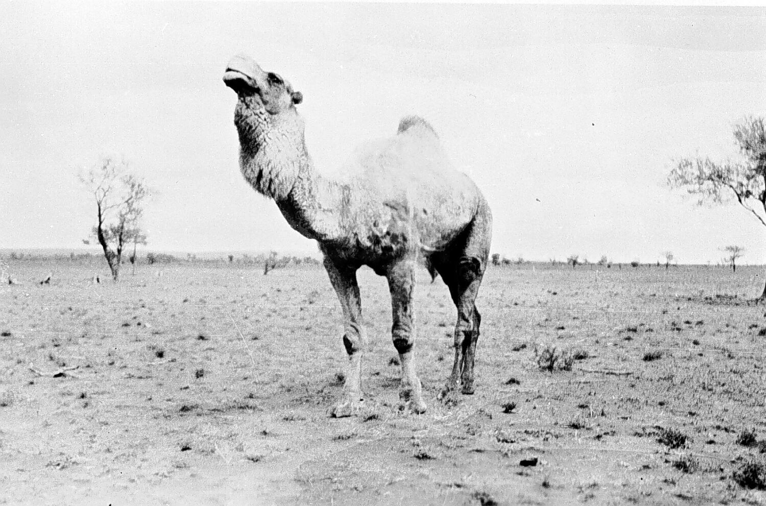 Negative - Wild Bull Camel, Momba Station, White Cliffs District, New ...