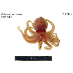 Octopus warringa Stranks, 1990