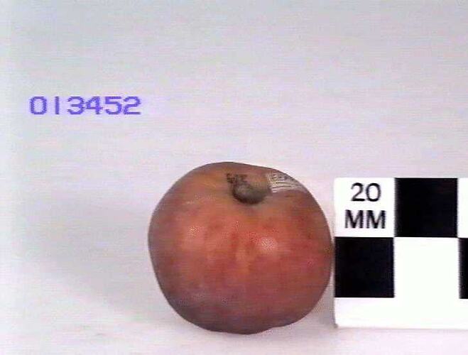 Apple Model - Duchess D' Oldenbourge, Burnley, 1879