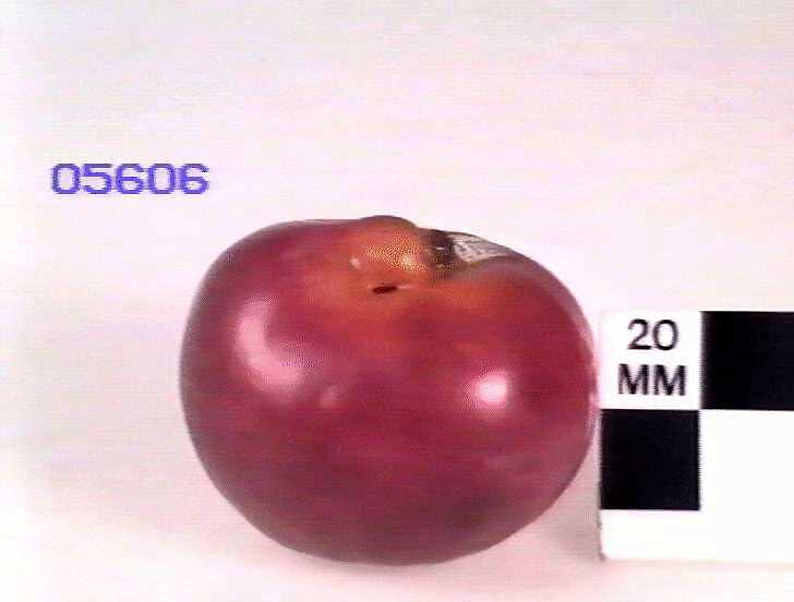 Apple Model - Red Astrachan, Kew, 1873