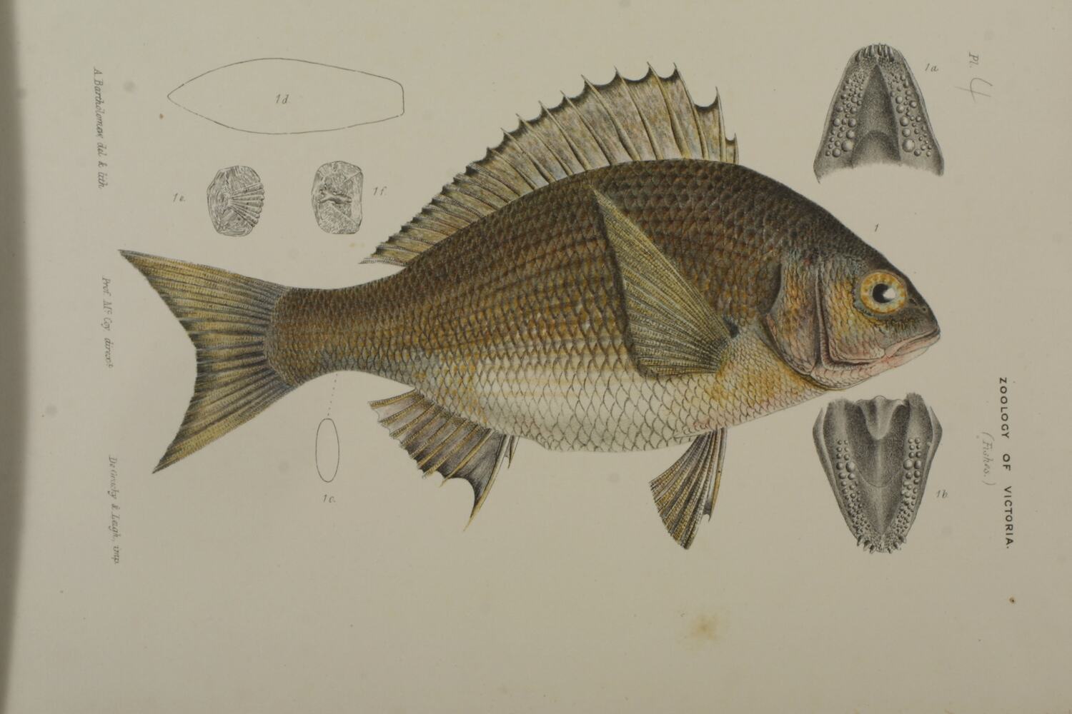 Lithographic colour proof - Chrysophrys australis, The Australian Bream ...