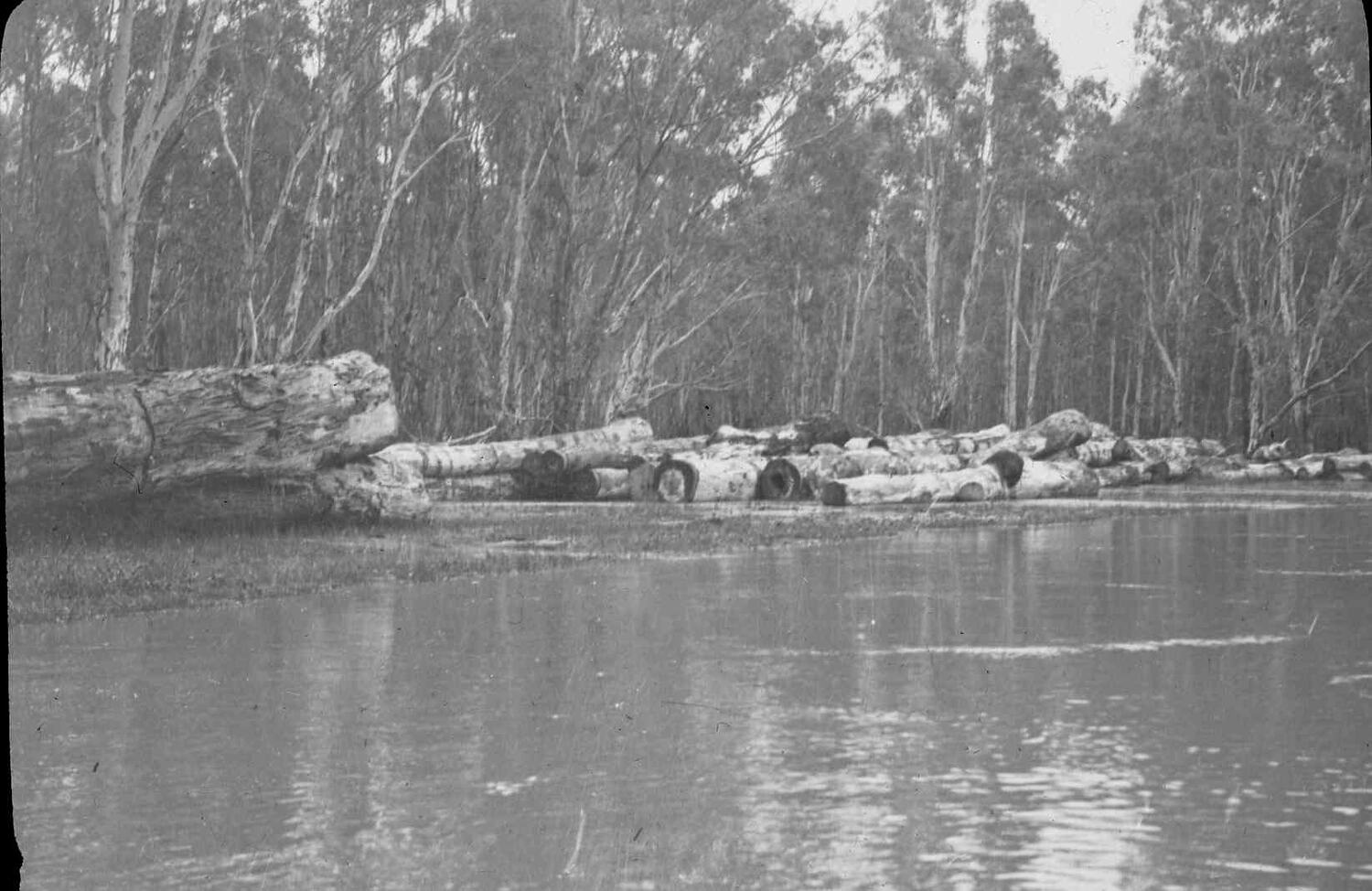 Lantern Slide - Red Gum Logs, Murray River, New South Wales & Victoria ...
