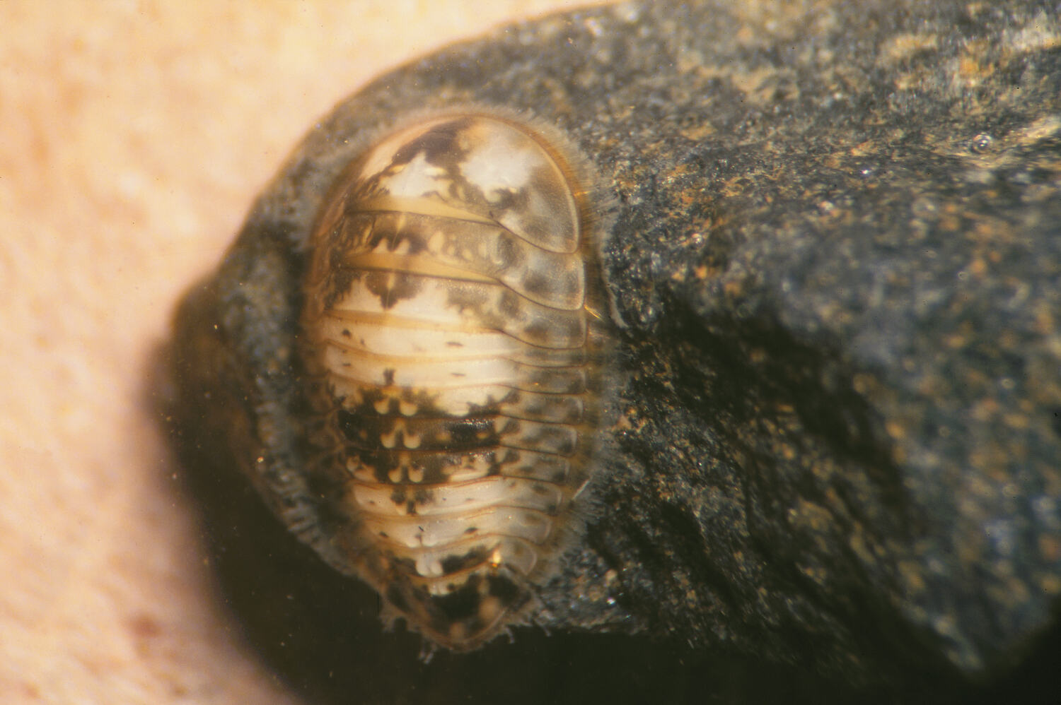 Sclerocyphon, Water Penny larva