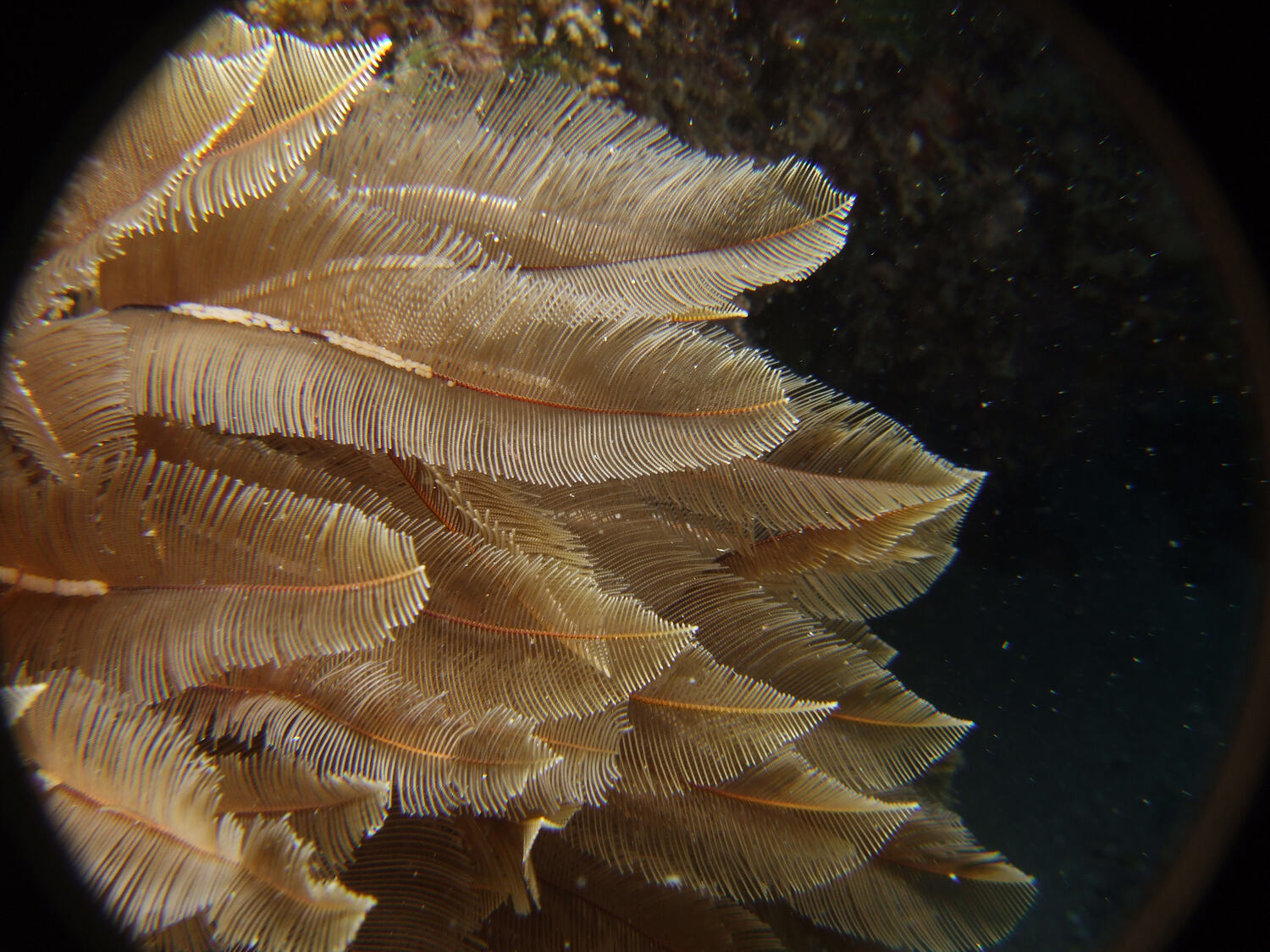 Gymnangium prolifer (Bale, 1882), Hydroid
